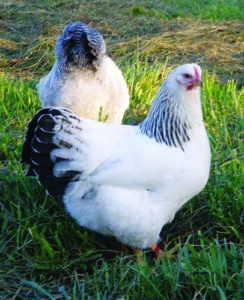 Meet the Top 15 Best Brown Egg Layers - Backyard Poultry